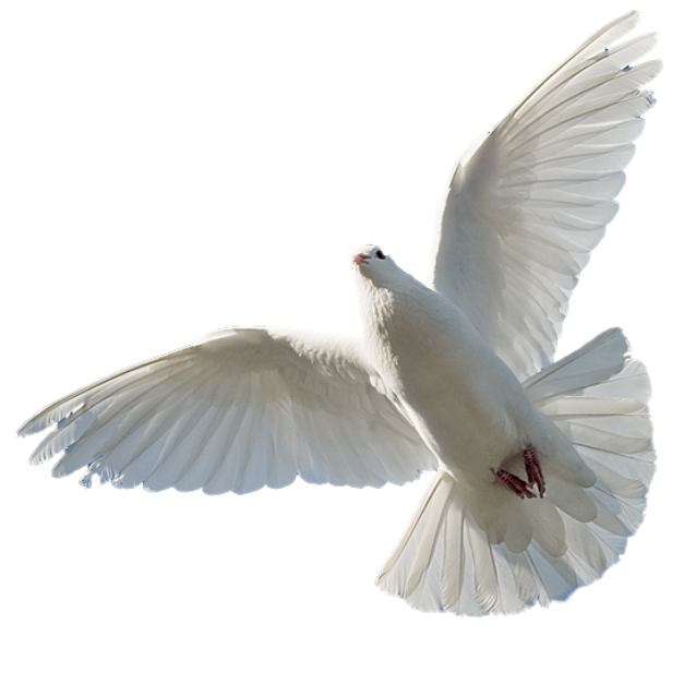 Colombe - Collège Chevreul